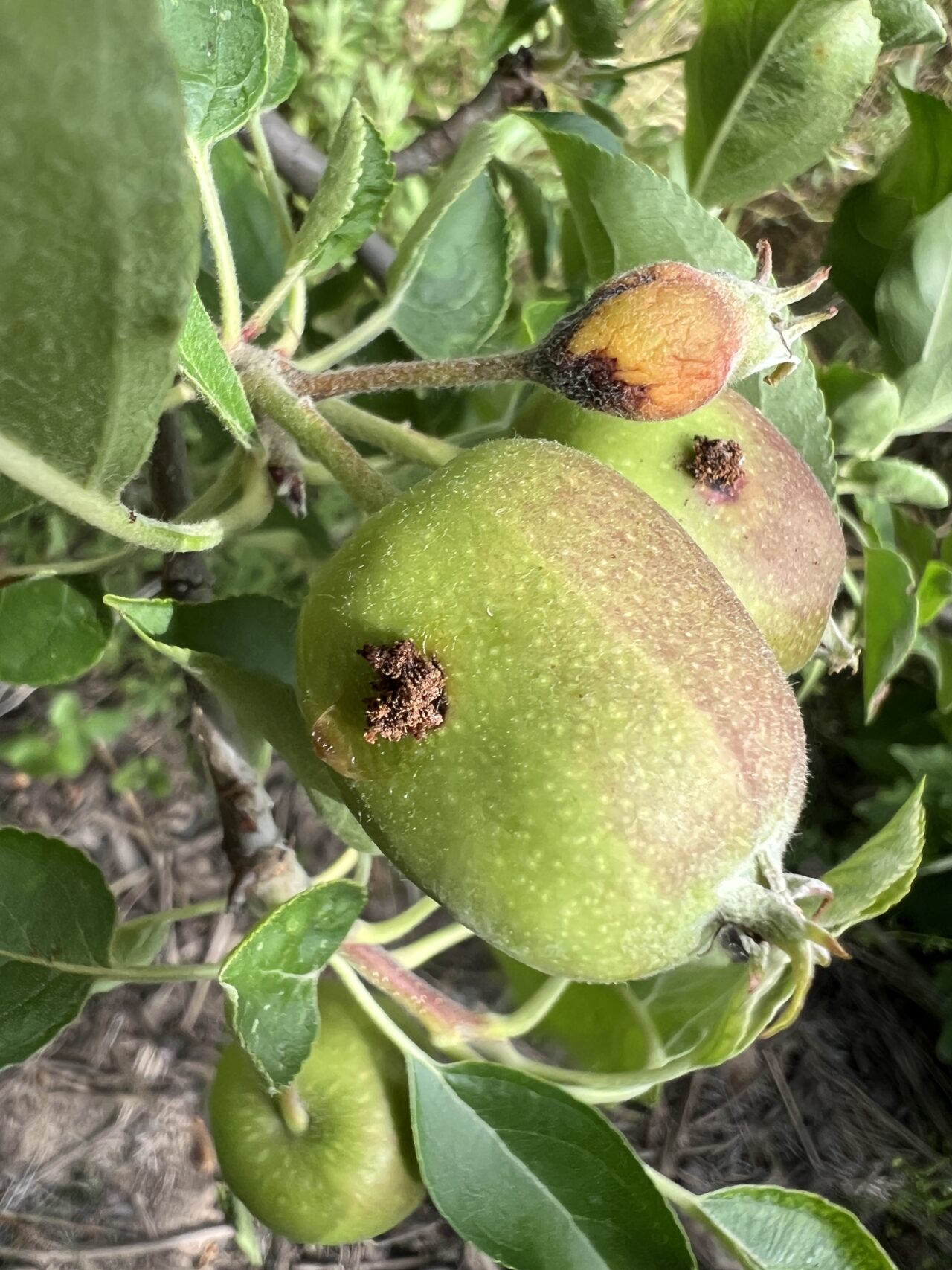 Maps of pest distribution and tree canopy size: possible key factors to curb codling moth ...